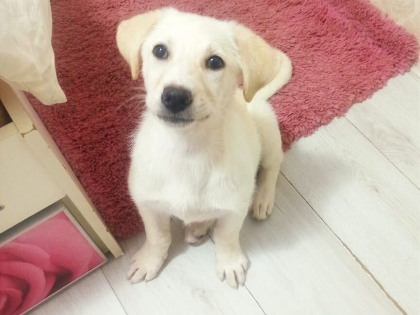 Малыши 2,5 мес с мусорки