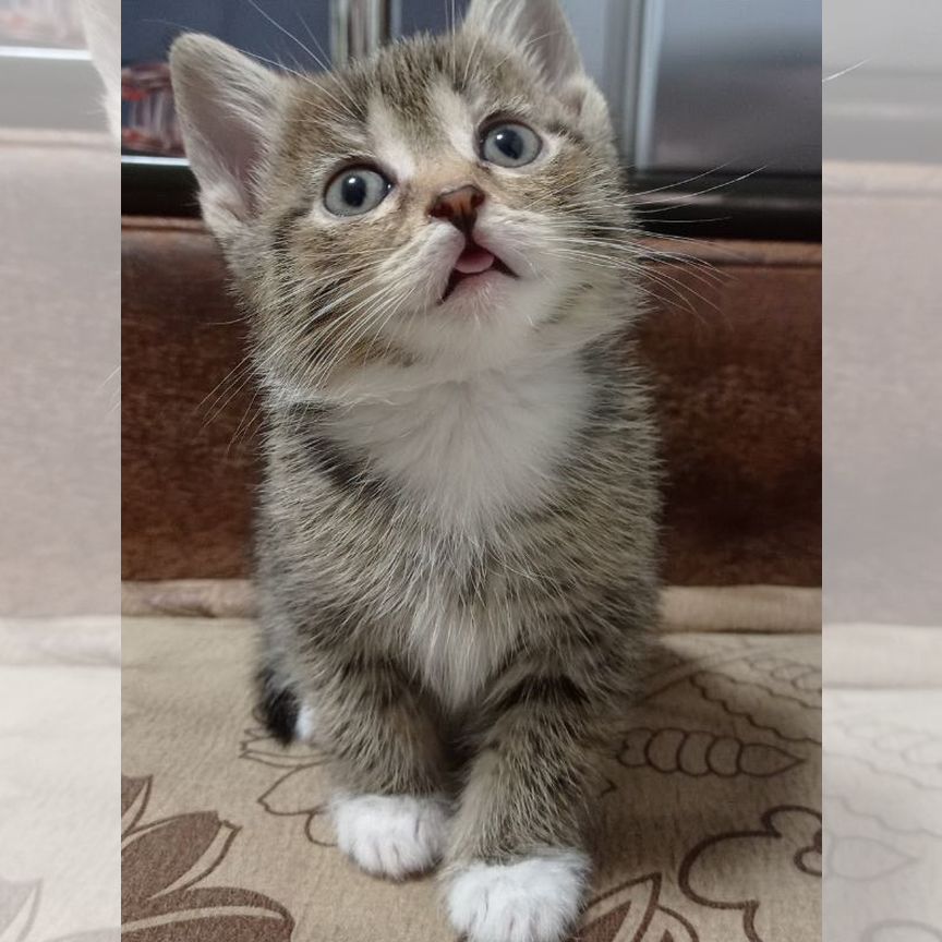 Котёнок в добрые руки