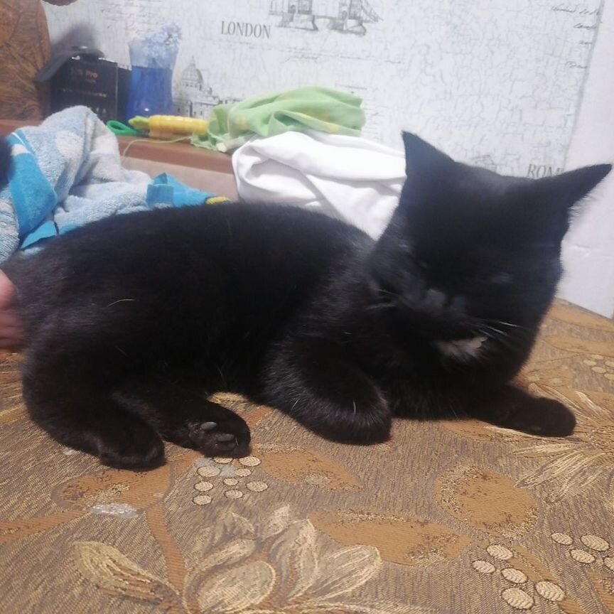Взрослая, кошка в добрые руки