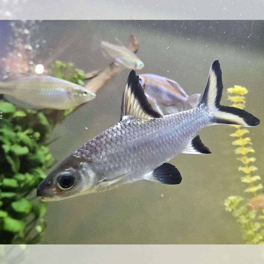 Акулий балу