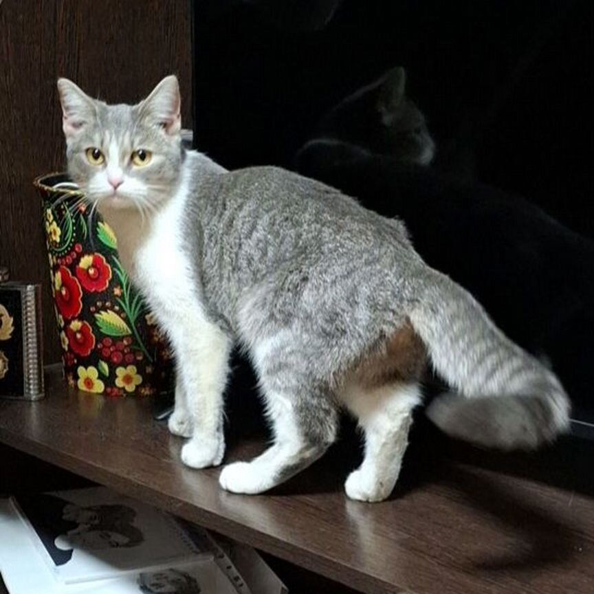 Кошка потеряшка