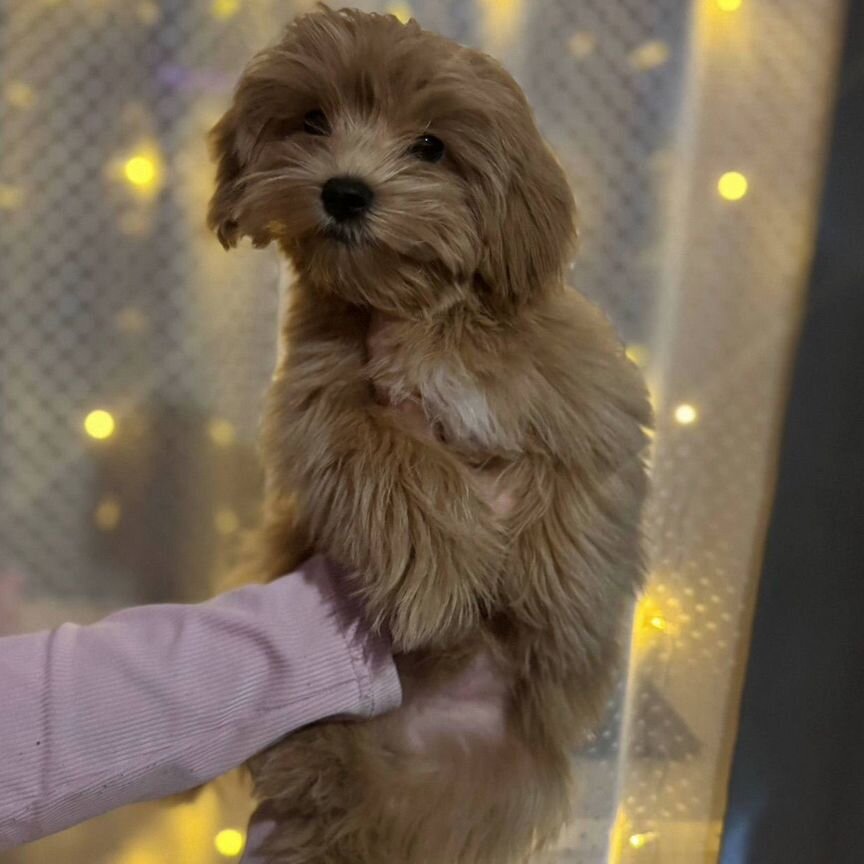 Мальтипу, щенок