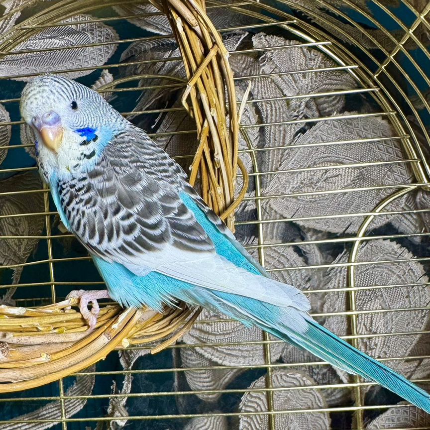 Выставочный волнистый попугай ввп Чех