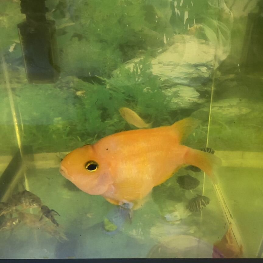 Акваримная рыба попугай