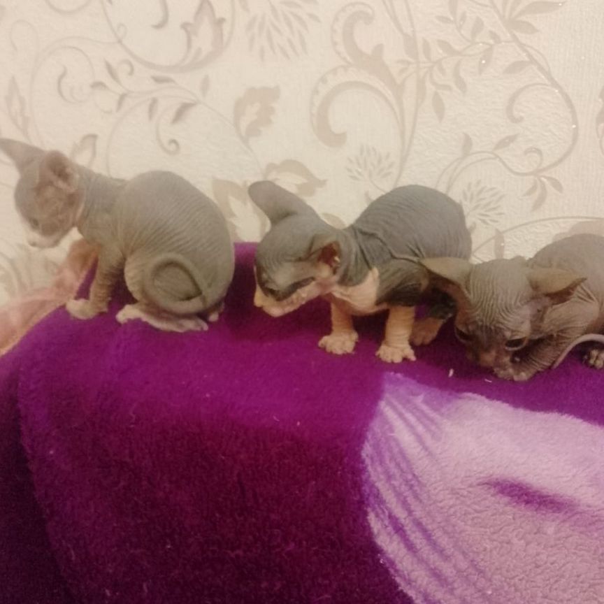 Канадский сфинкс котёнок