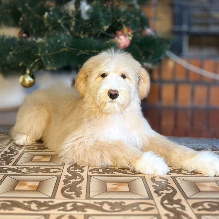 Лабрадудль, щенок