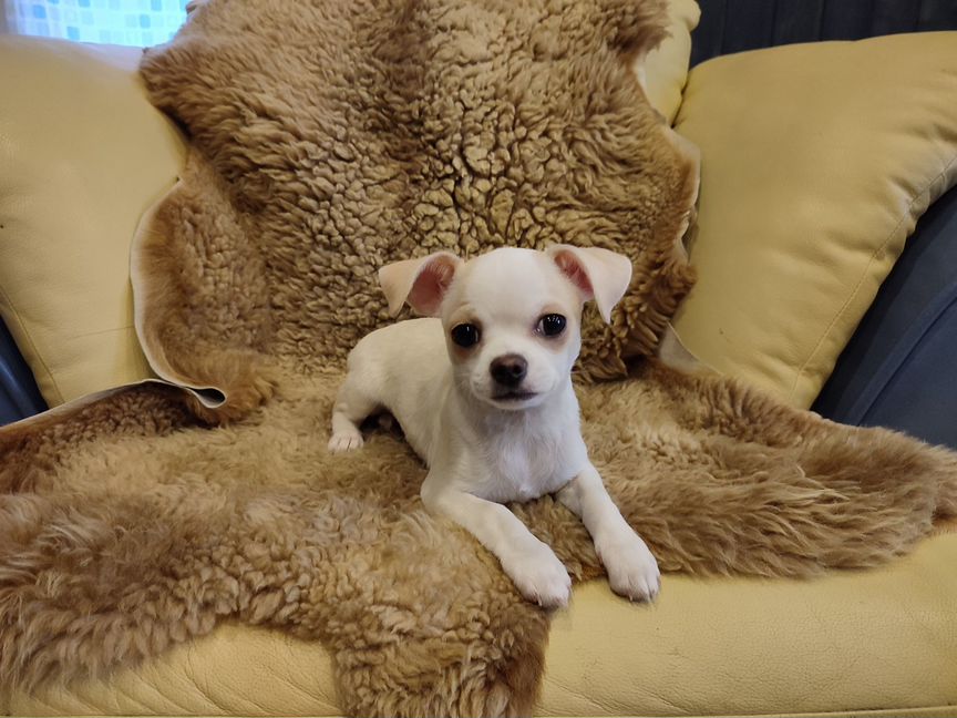 Щенок чихуахуа мальчик