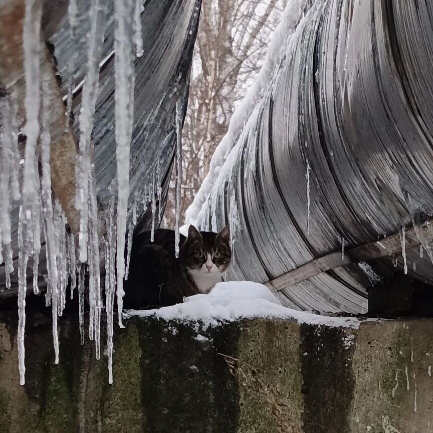 Кошечка 1,5 года