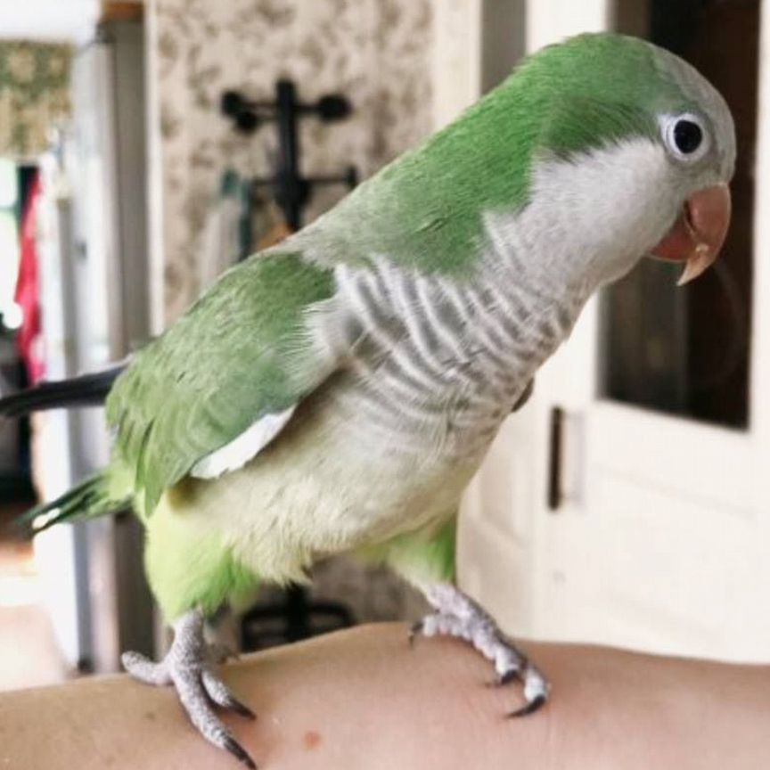 Попугай Монах ручной