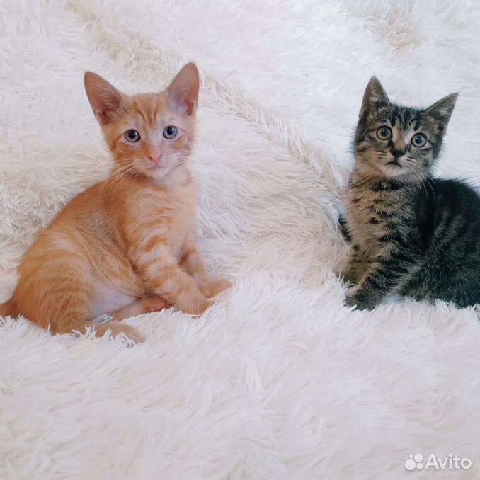 Котята два весёлых друга