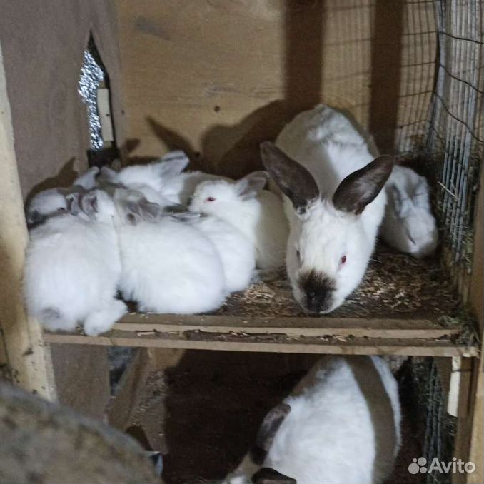 Кролик породы Калифорния