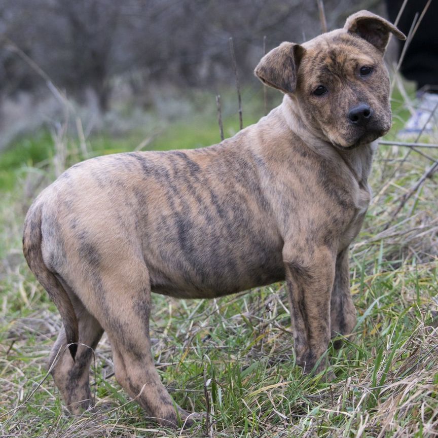 Американский стаффордширский терьер, щенок