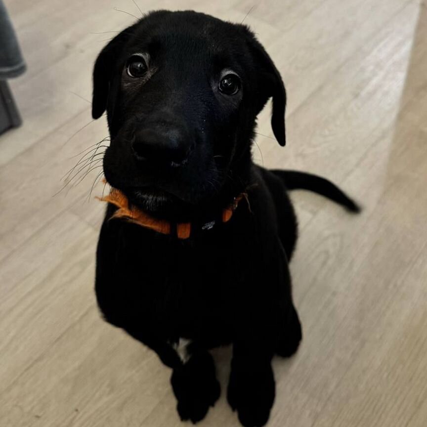 Лабрадор-ретривер, щенок