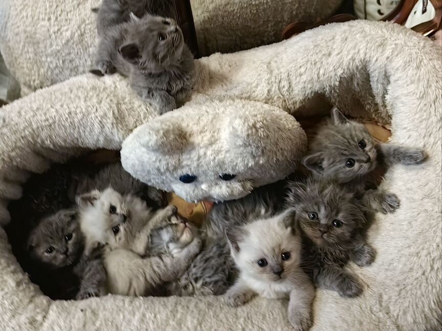 Котята шотландцы вислоухие