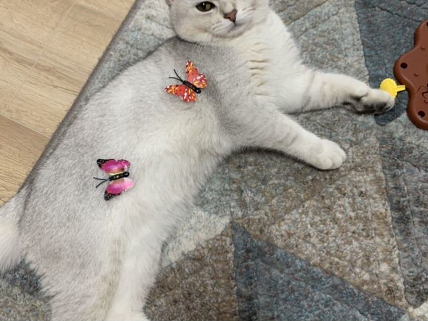 Вязка кота британская серебристая шиншилла