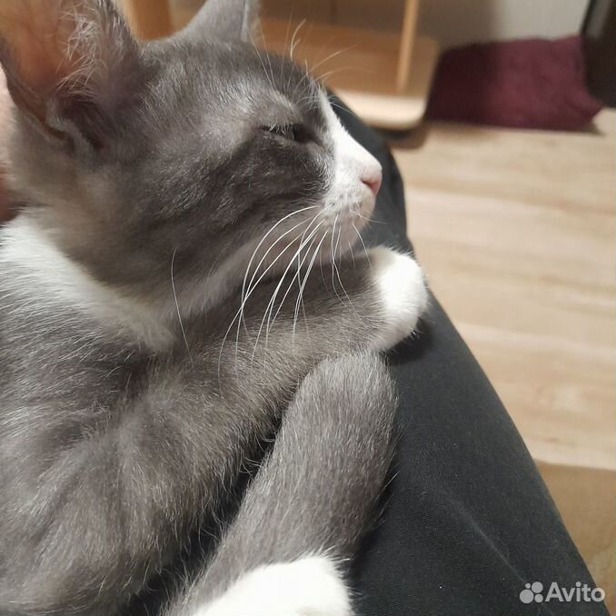 Катенок девочка