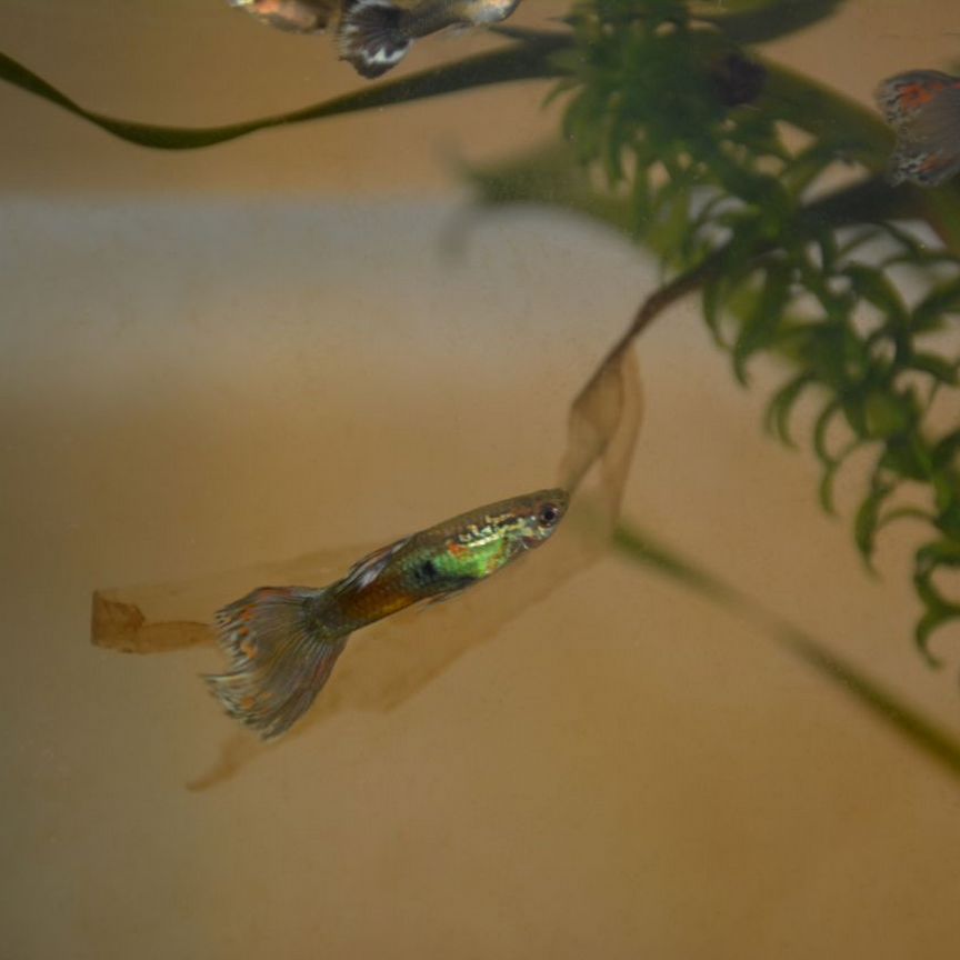 Гуппи Криптокорина Валиснерия