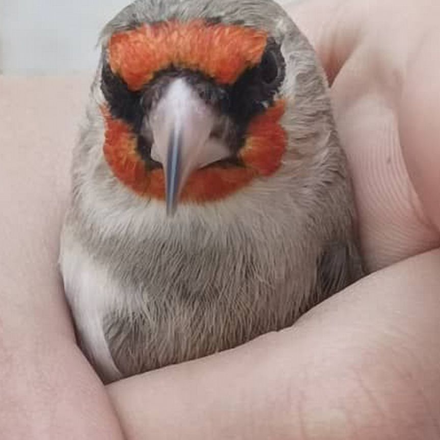 Певчие птицы