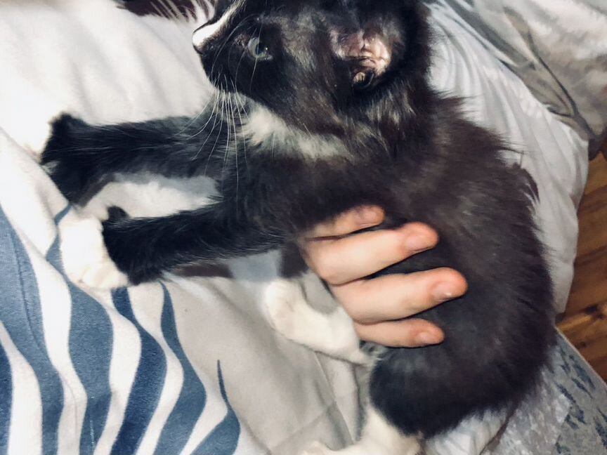 Котята мейн-кун