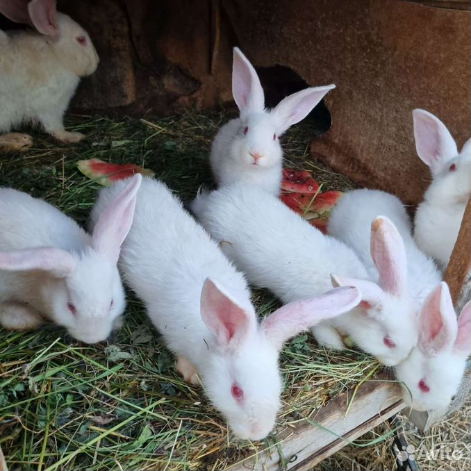 Кролики белый паннон