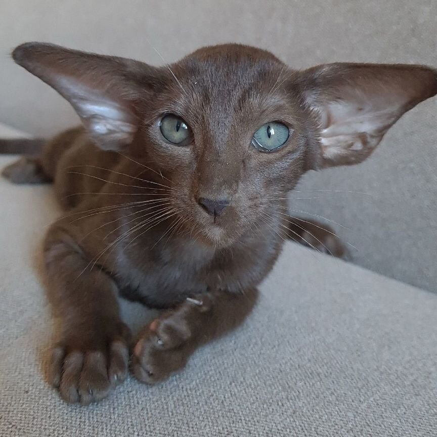 Ориентальный котёнок