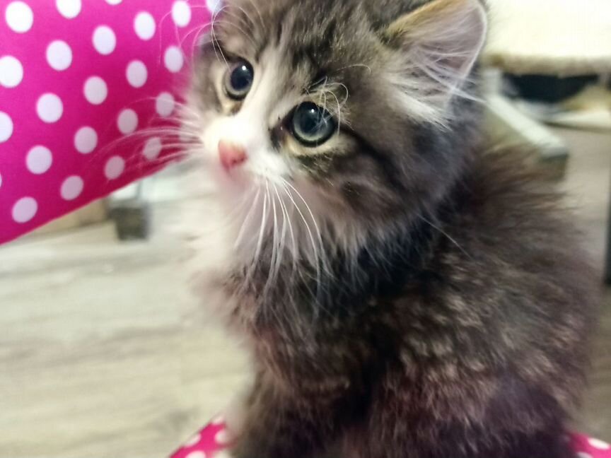 Котёнок девочка