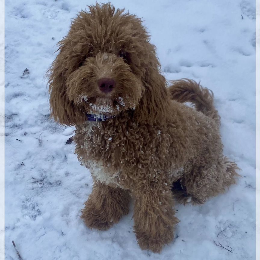 Кокапу, щенок