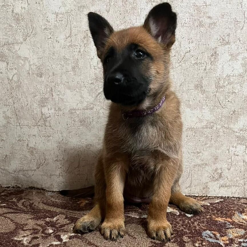 Бельгийская овчарка щенки