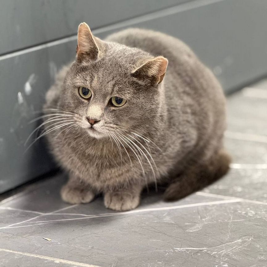 Кот Сержик ищет дом