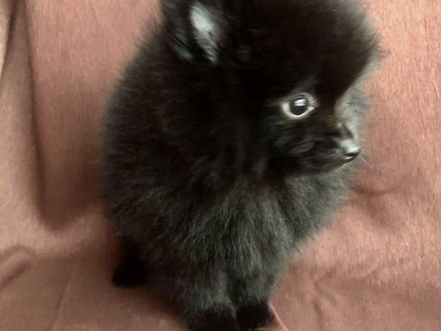 Шпиц щенки бронь