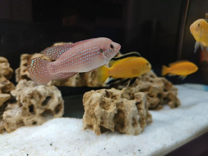 Рыбы бесплатно