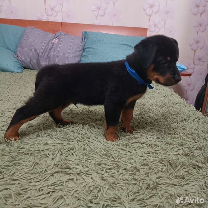 Щенки босерона