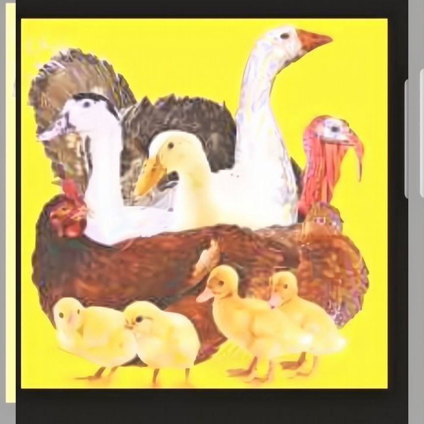 Домашняя птица