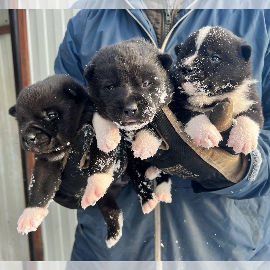 Лайка, вязка