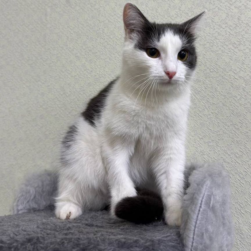 Кошечка в добрые руки