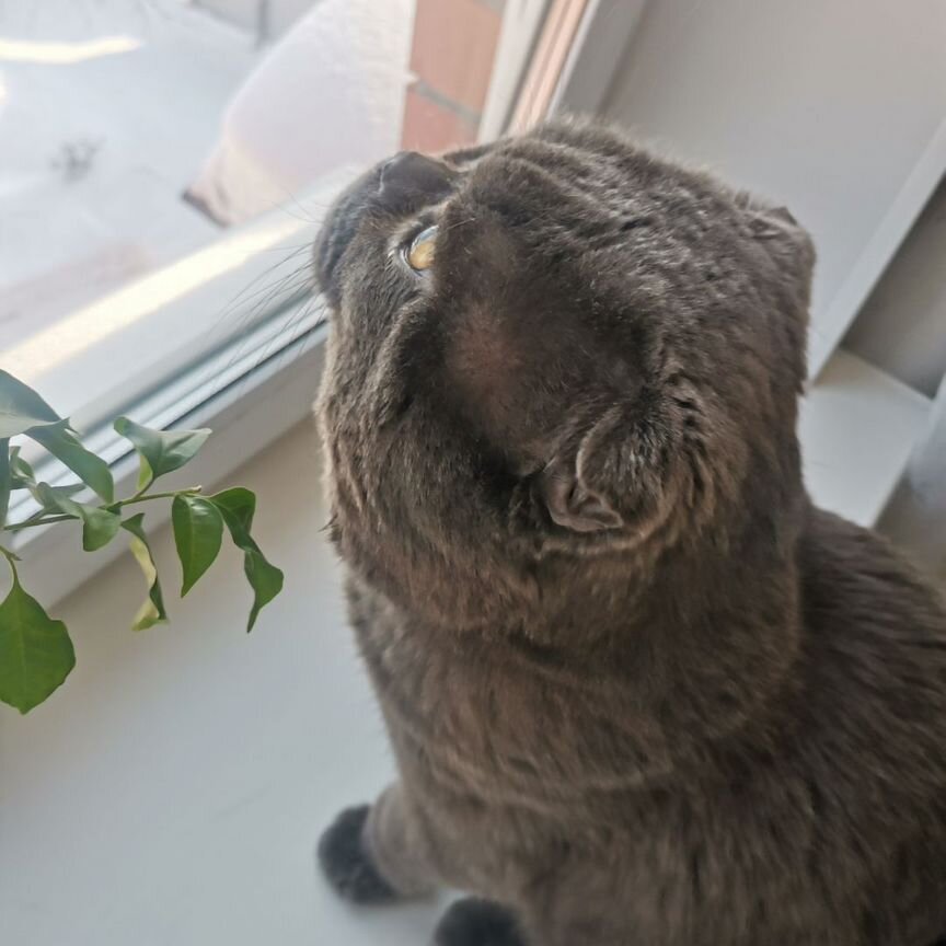 Вислоухий кот