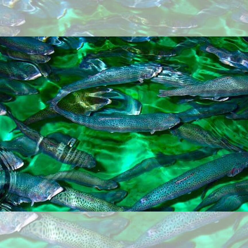 Малек форели