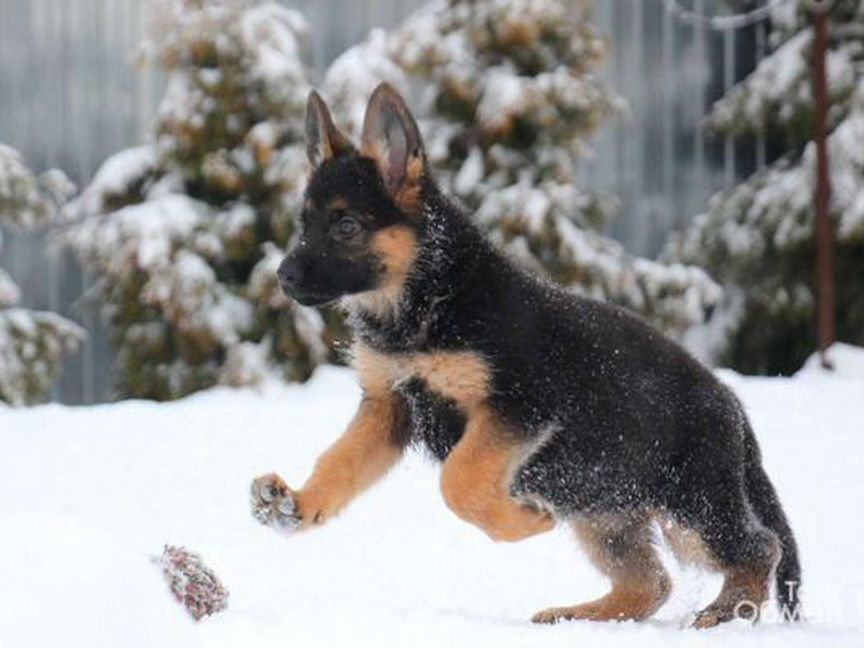 Здоровые щенки чистокровных немецких овчарок