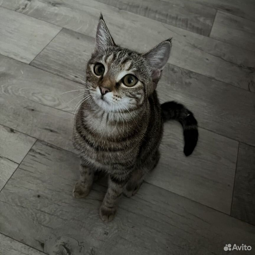 Кошка