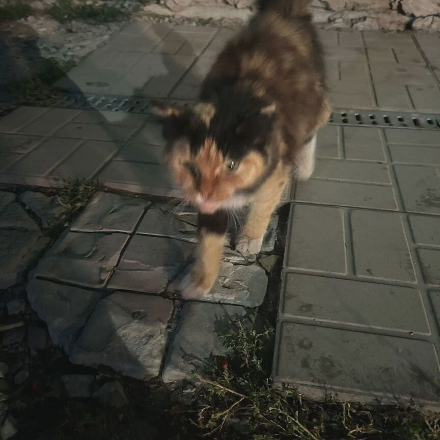 Отдаём в добрые