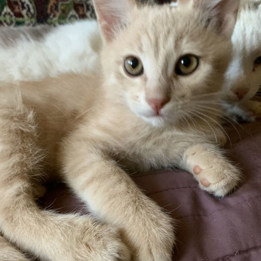 Котенок ищет дом