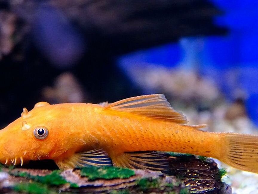 Анциструс красный