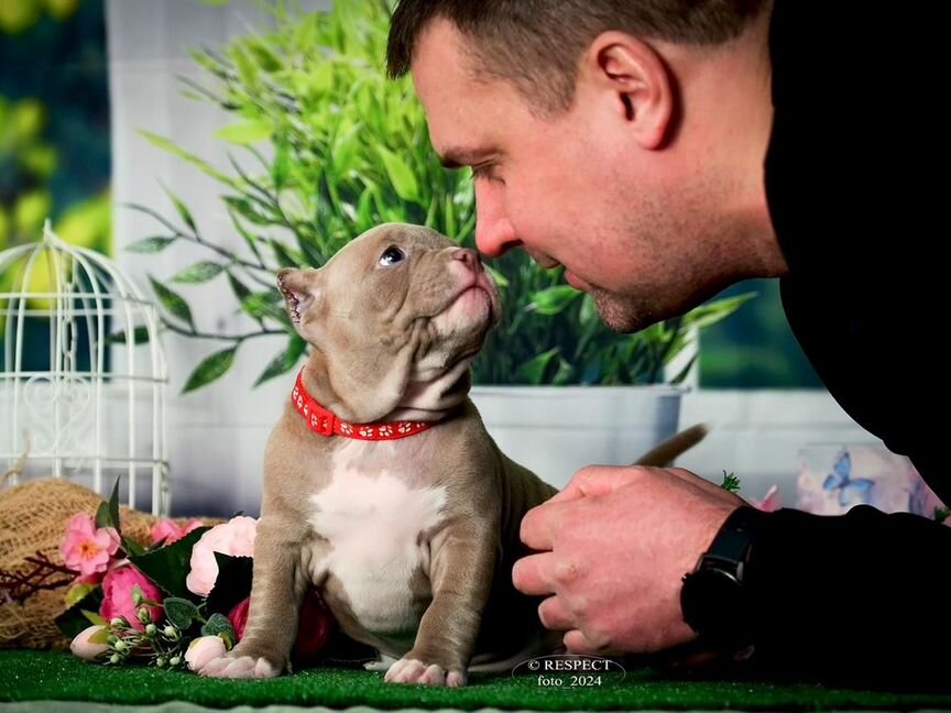 Американский булли лилак