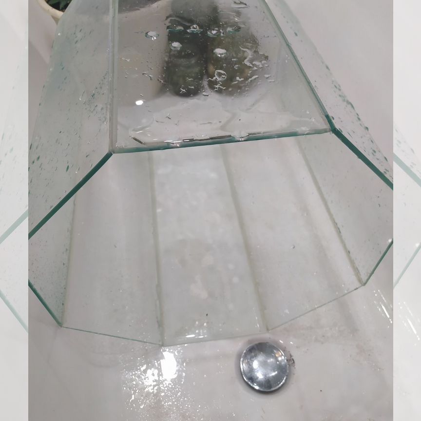 Аквариум, растения, саженцы