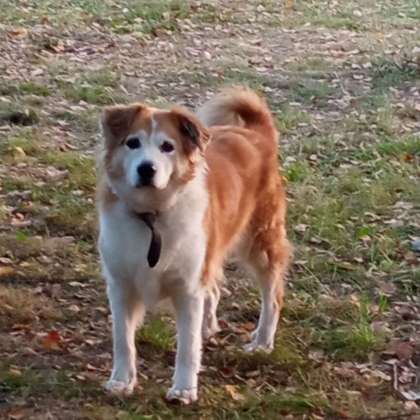 Метис колли и /или ретривера