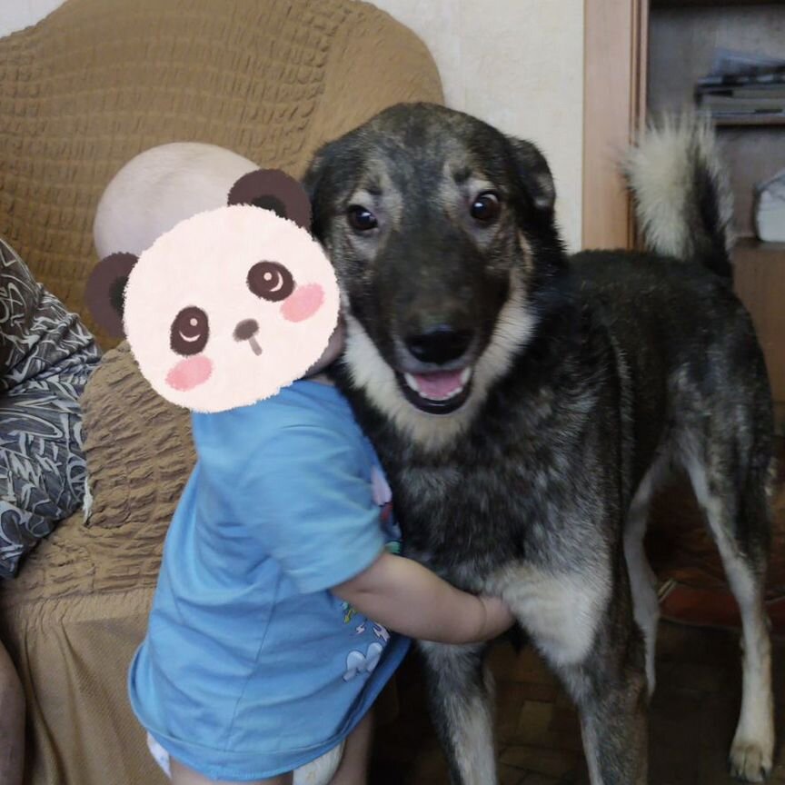 Собака в добрые руки