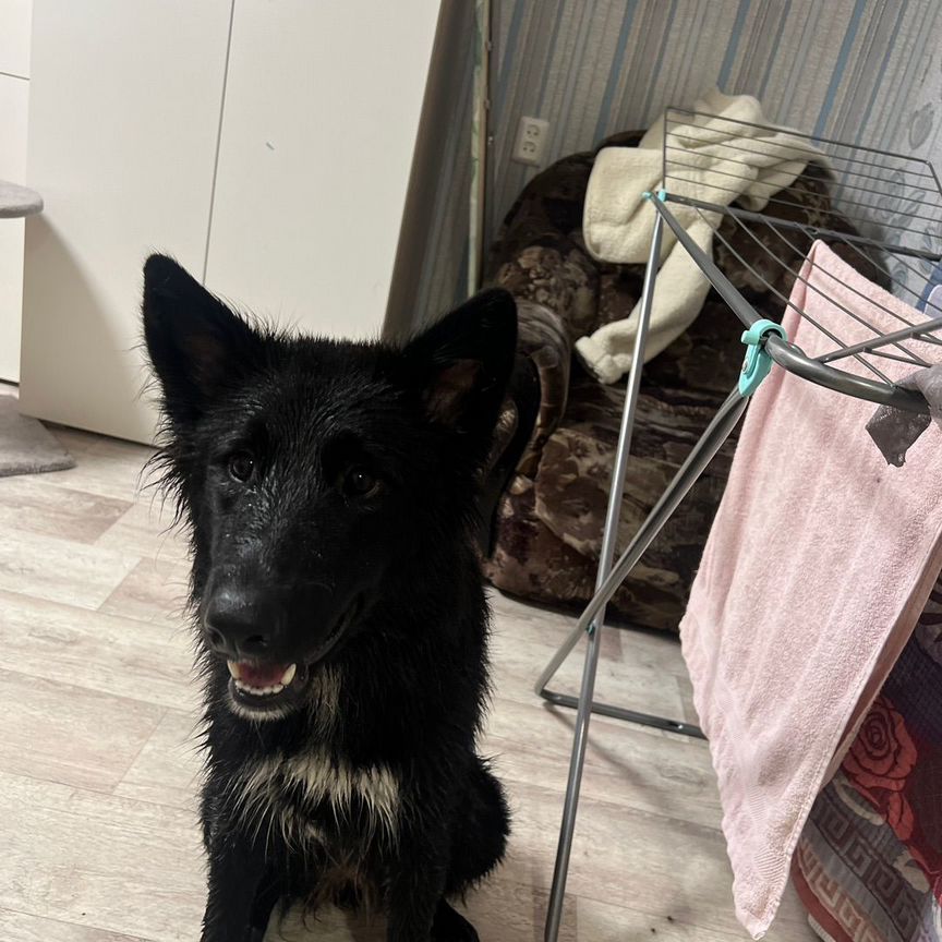 Помесь овчарки в добрые руки