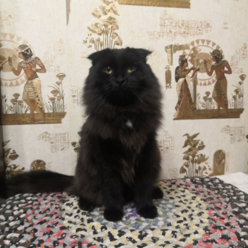 Шотландская вислоухая