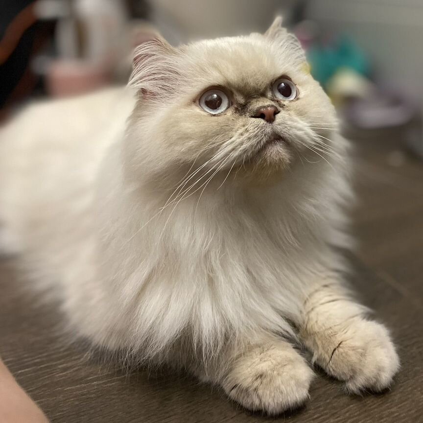 Кот Филлип в добрые руки