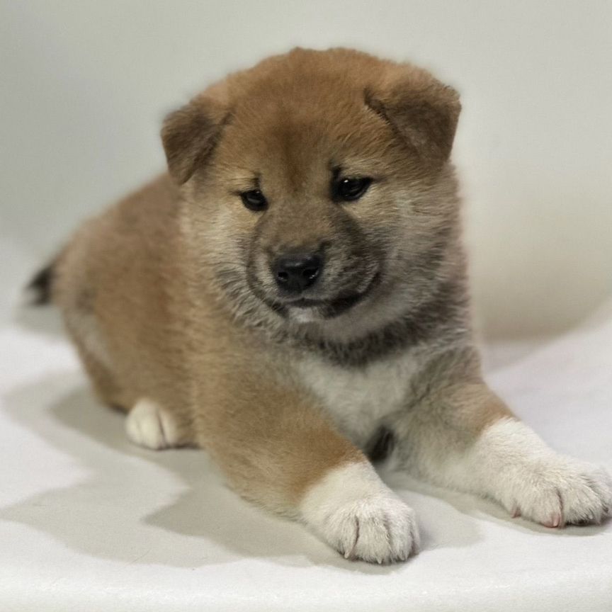 Сиба-ину, щенок